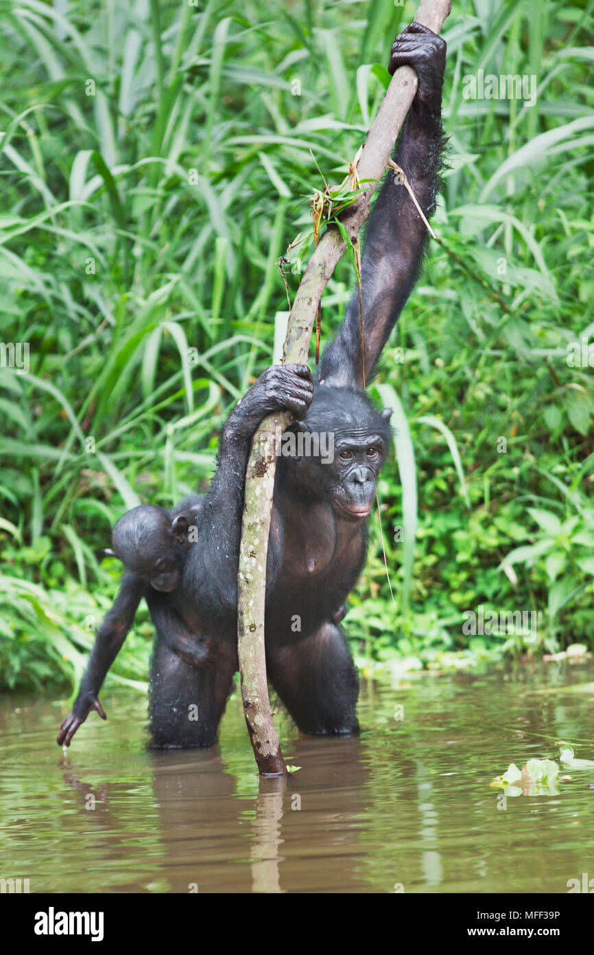 Bonobo/Pygmy chimpanzee (Pan paniscus) mother with young on back in ...