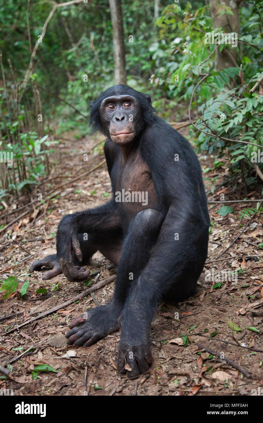 Bonobo/Pygmy chimpanzee (Pan paniscus) adult portrait, Sanctuary Lola ...