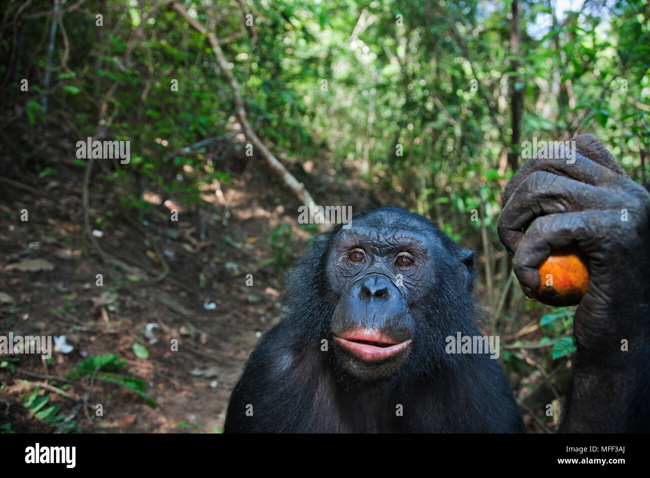 Bonobo/Pygmy chimpanzee (Pan paniscus) adult with fruit, Sanctuary Lola ...