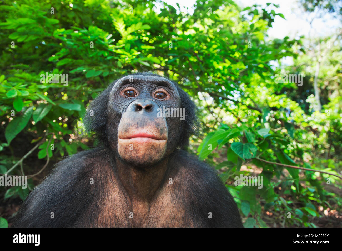 Bonobo/Pygmy chimpanzee (Pan paniscus) adult, Sanctuary Lola Ya Bonobo ...