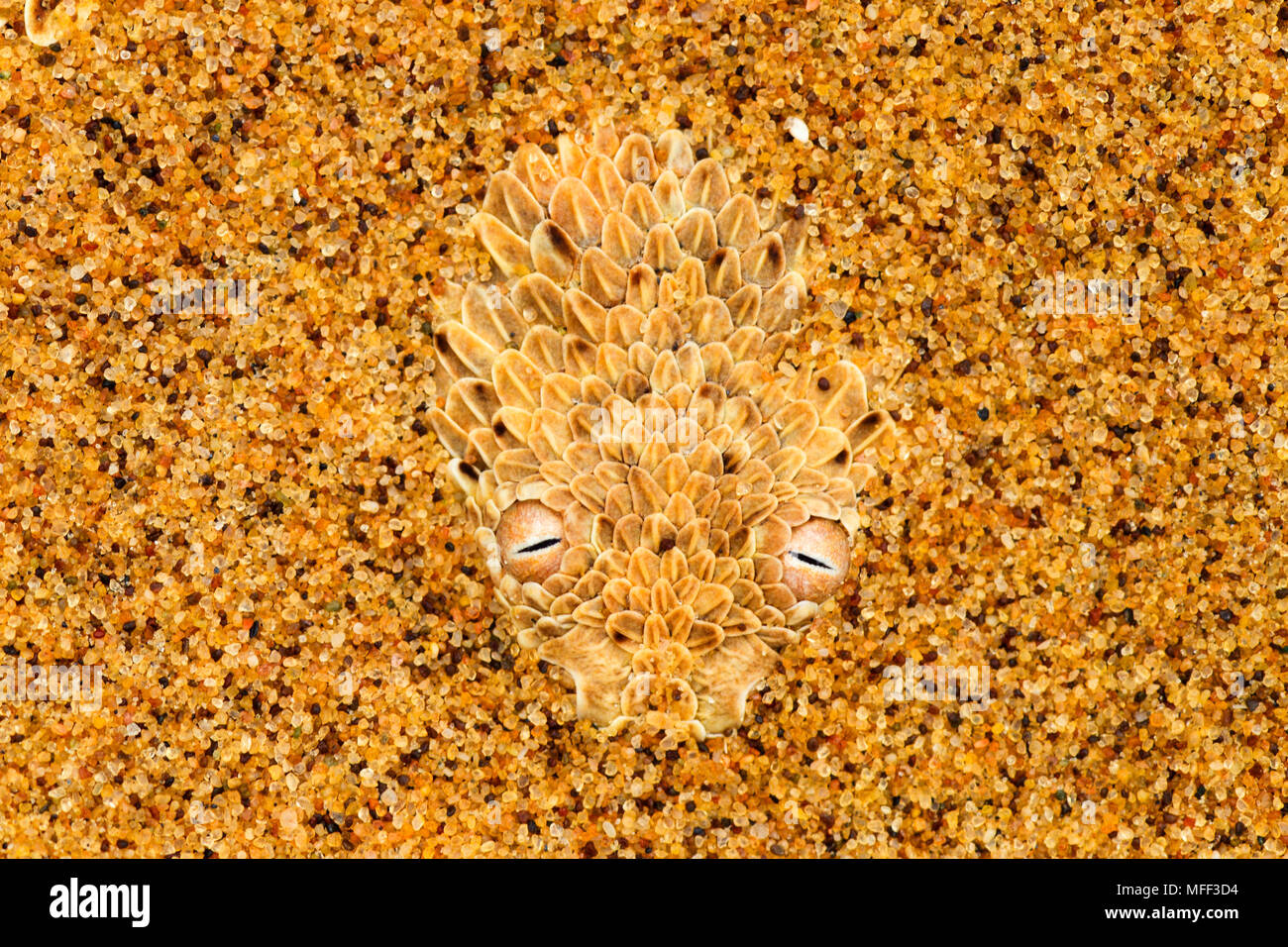 Snake tracks hi-res stock photography and images - Alamy