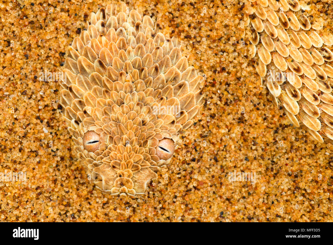 Sidewinder adder bitis peringueyi venomous hi-res stock photography and ...