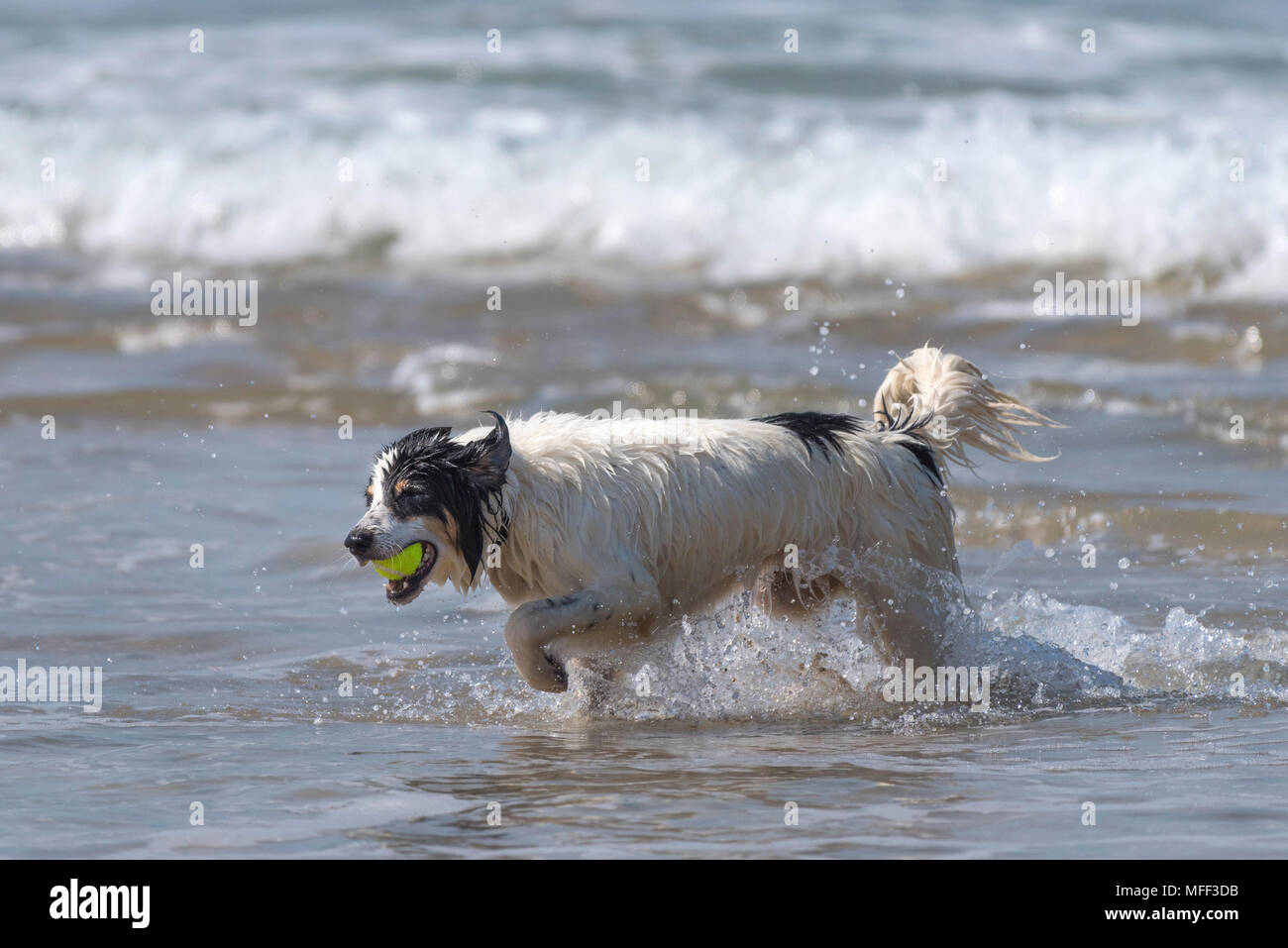 Retrieving a ball hi-res stock photography and images - Alamy