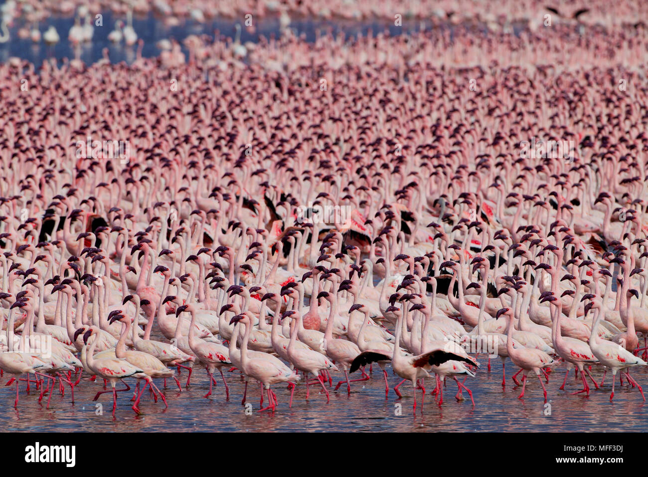 Lesser Flamingo (Phoenicopterus minor ) at Lake Bogoria that lies in a ...