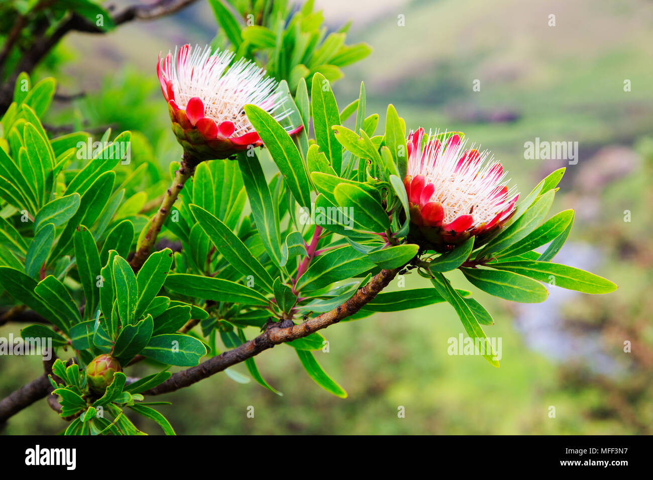Protea tree hi-res stock photography and images - Alamy