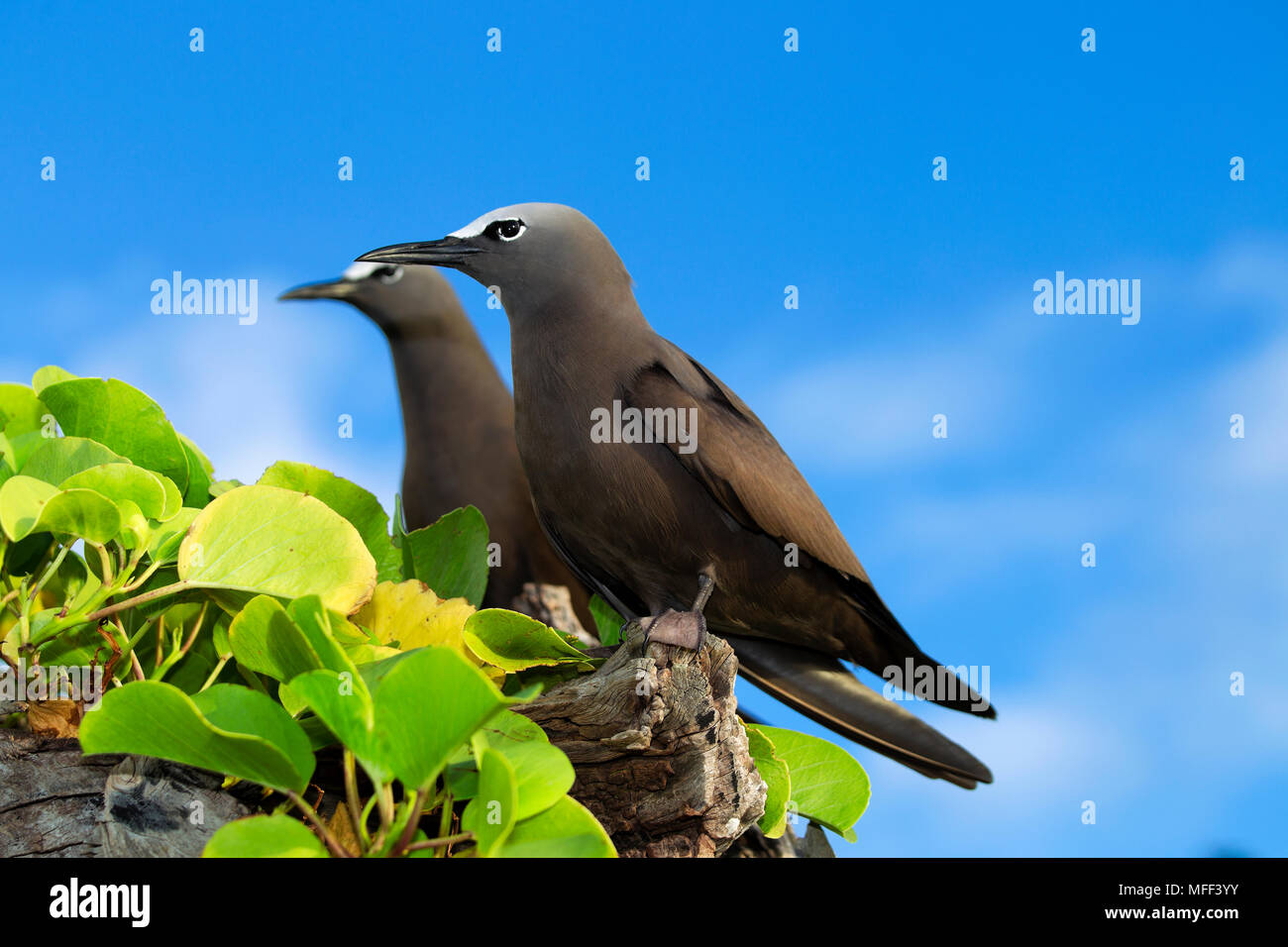 Common noddy tern hi-res stock photography and images - Alamy
