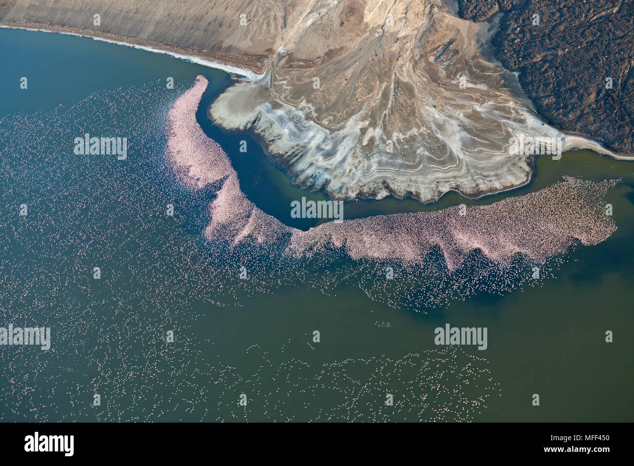 Aerial view of Lesser Flamingo (Phoenicopterus minor ) flying over Lake ...