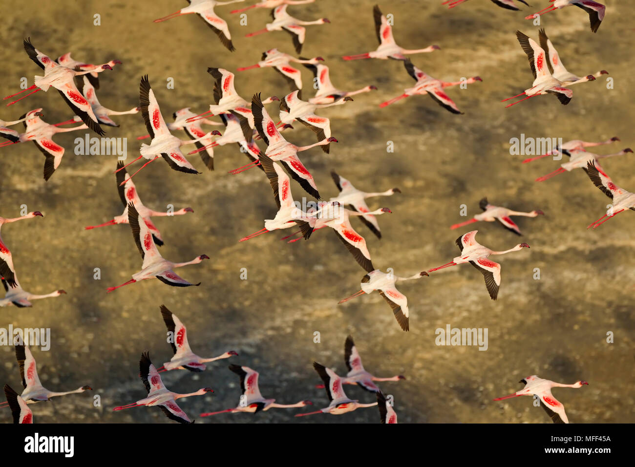 Aerial view of Lesser Flamingo (Phoenicopterus minor ) flying over Lake ...