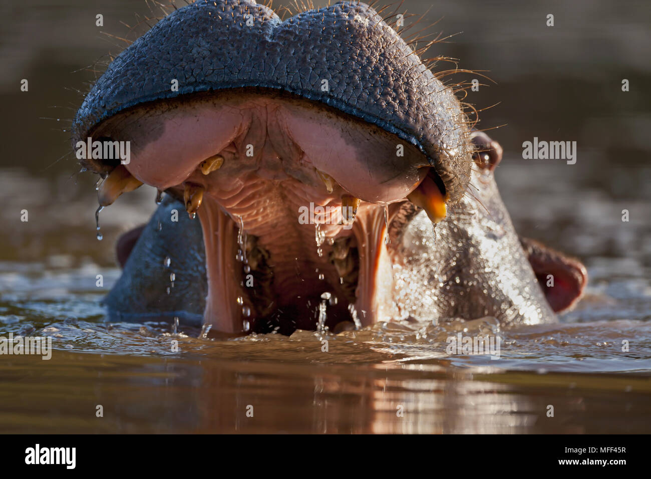 Hippopotamus (Hippopotamus amphibius) with mouth open in aggressive ...