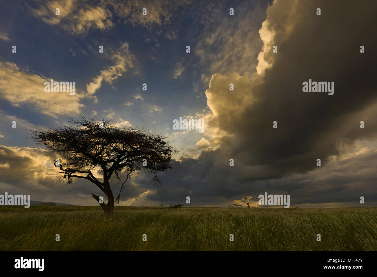 Acacia tree at sunset Stock Photo - Alamy