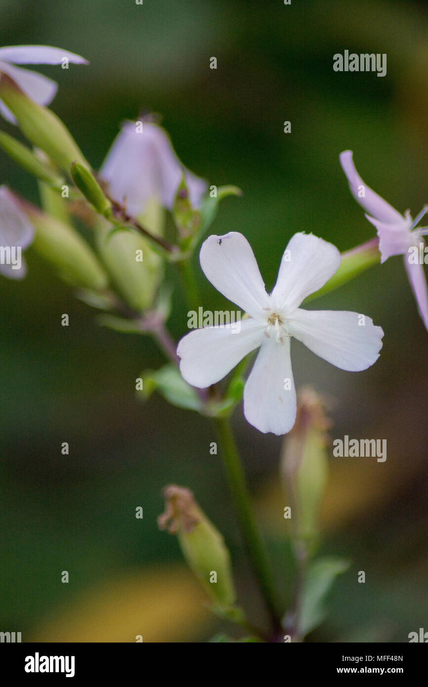 Rove hi-res stock photography and images - Alamy