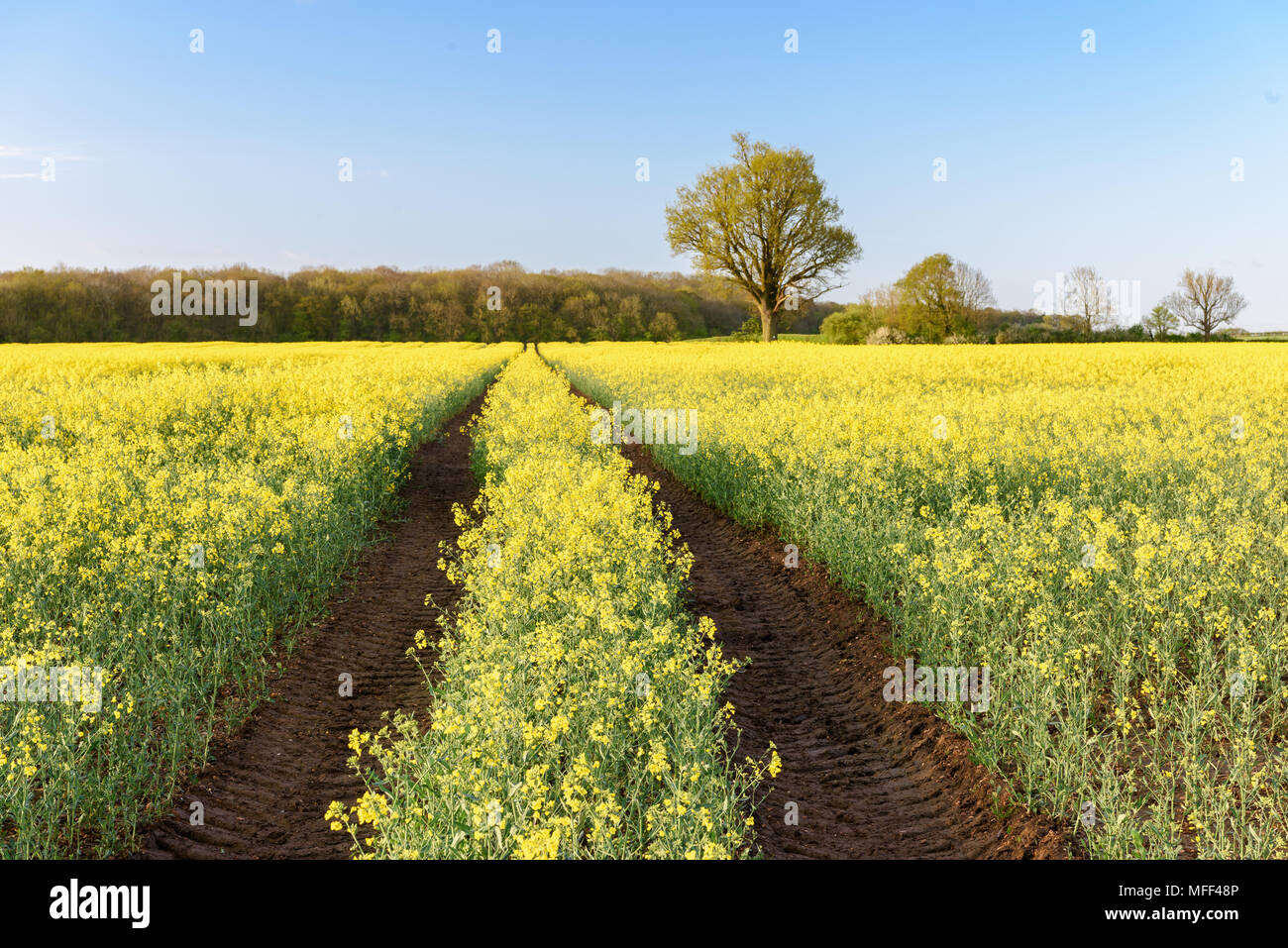Rapeseed Field in England Stock Photo - Alamy