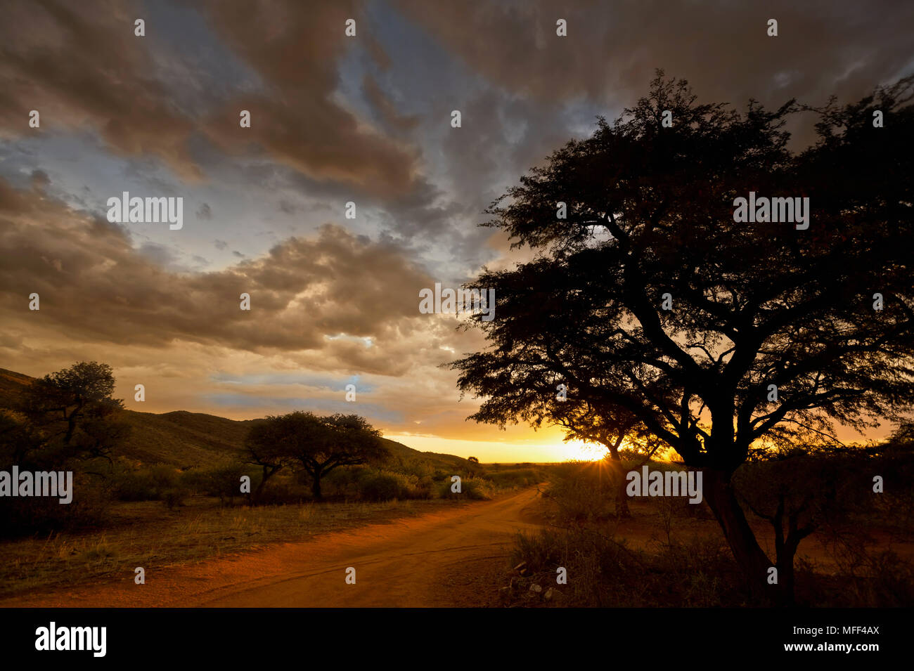 Sunset in the Kalahari bushveld, South Africa Stock Photo - Alamy