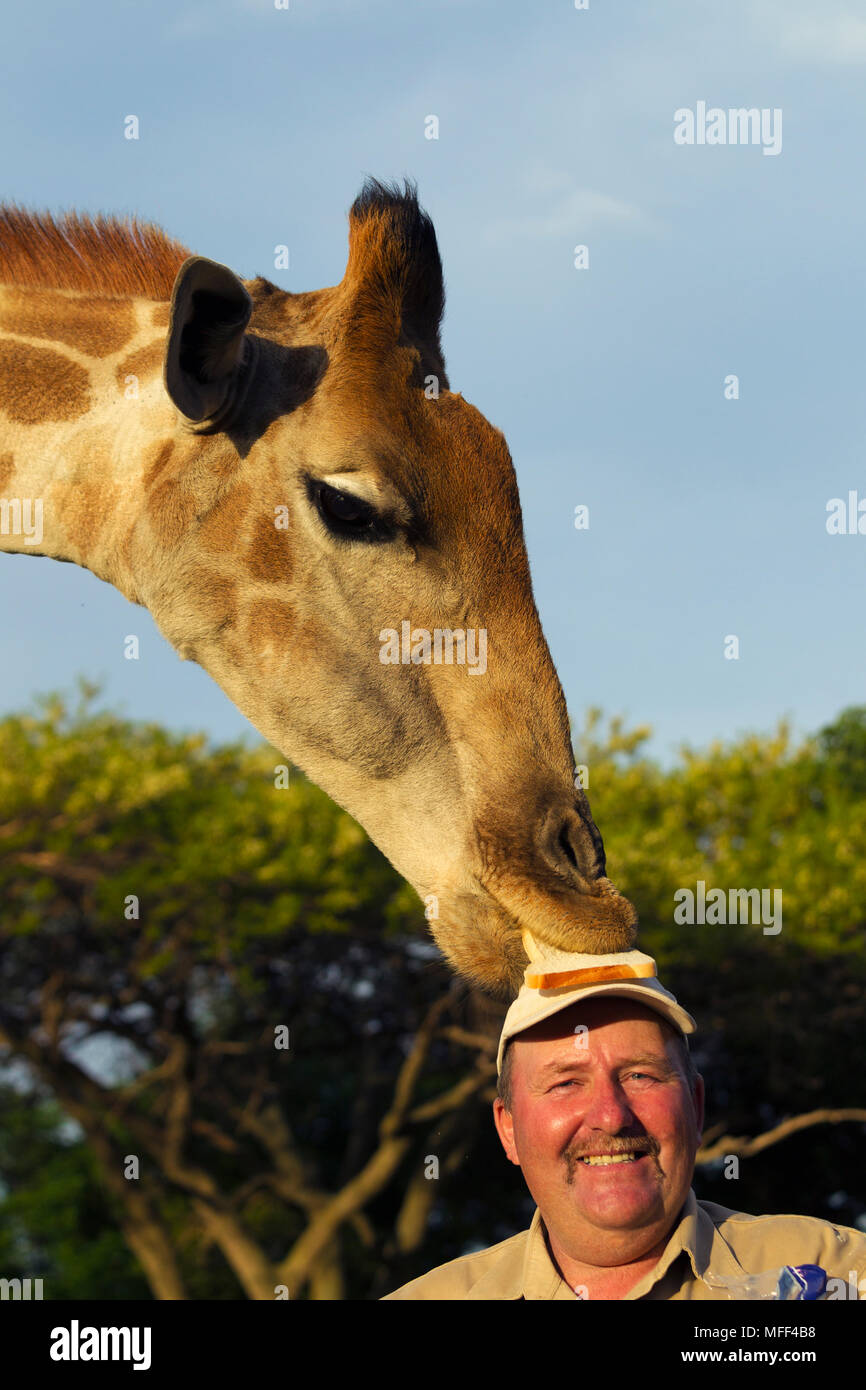 Man with giraffe, South Africa. Model released Stock Photo - Alamy