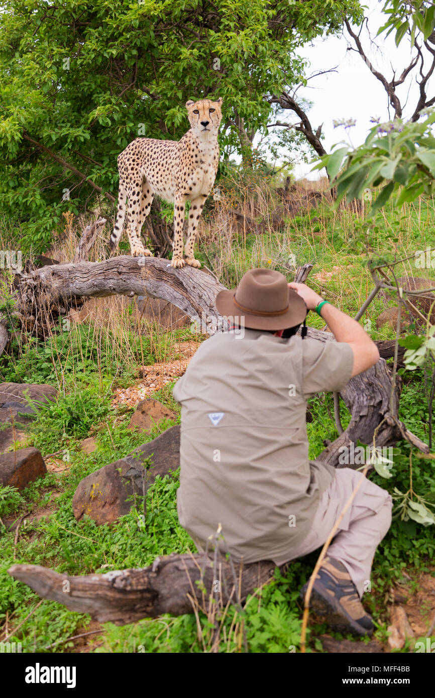 Man photographing Cheetah, South Africa. Model released Stock Photo - Alamy