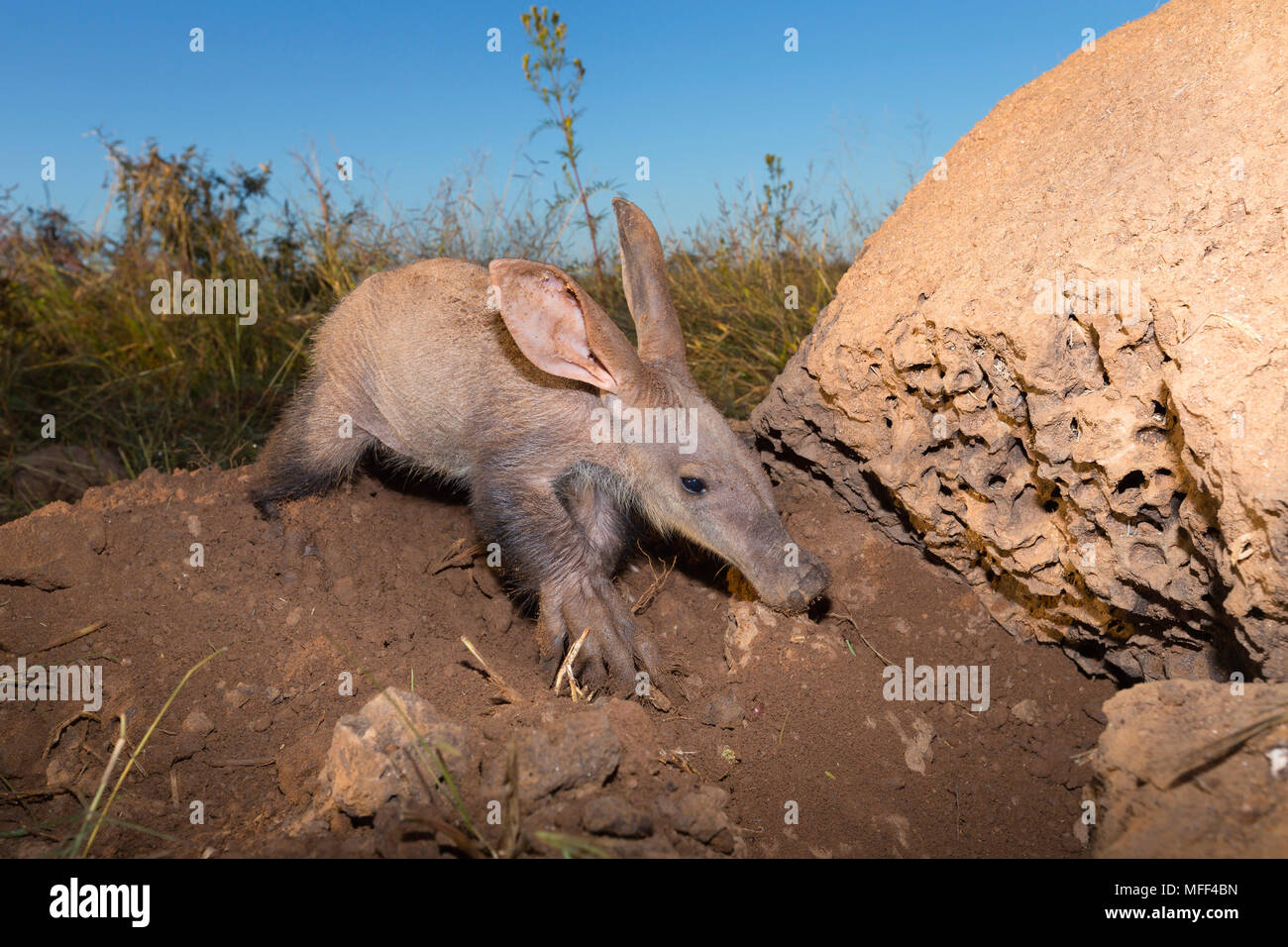 Aardvark digging hi-res stock photography and images - Alamy