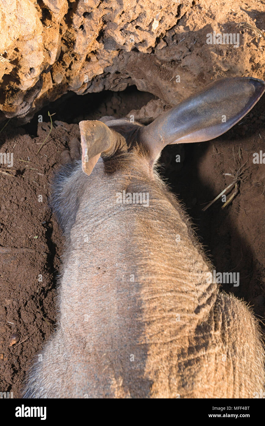 Aardvark Ants High Resolution Stock Photography and Images - Alamy