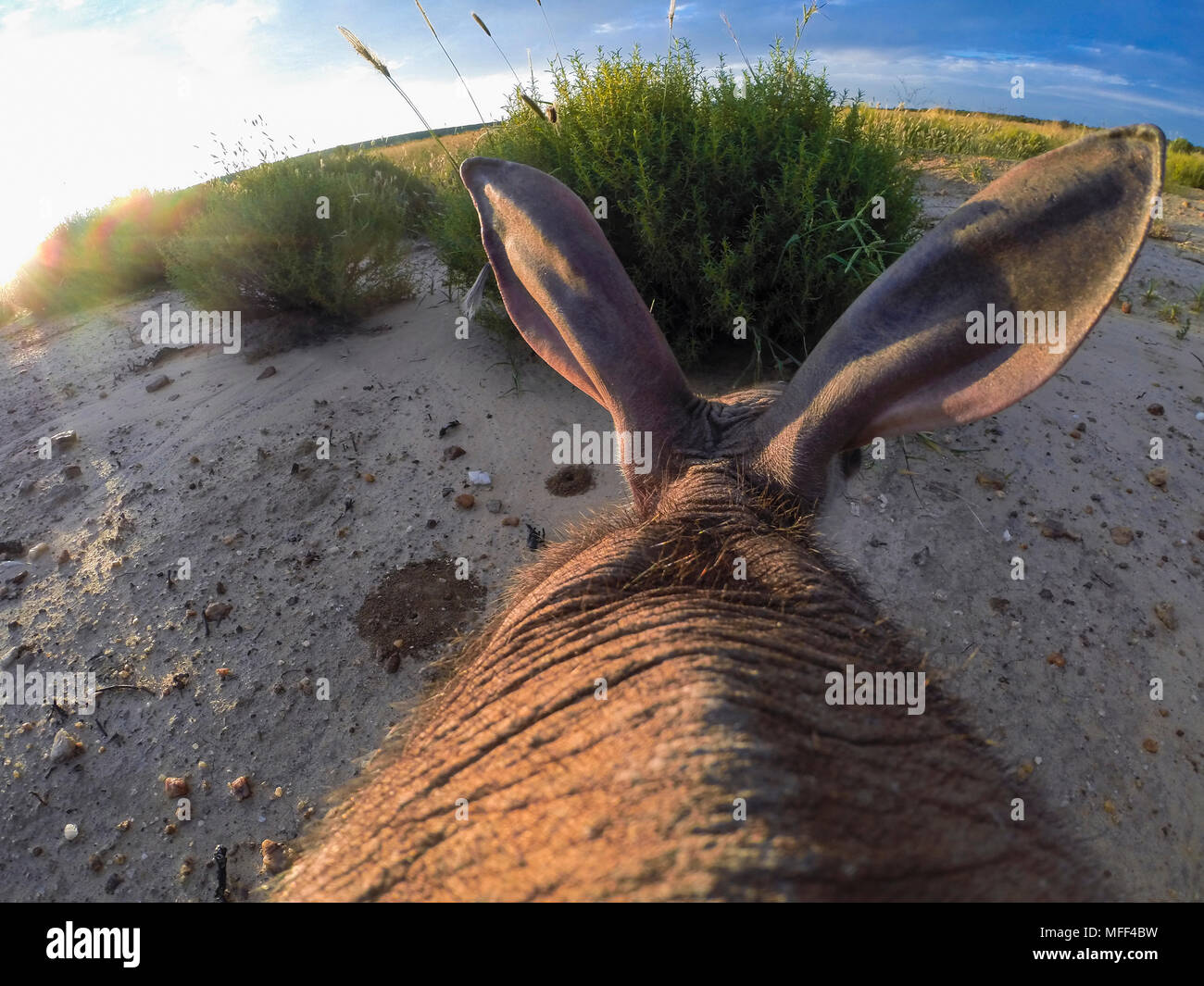Young aardvark orycteropus afer hi-res stock photography and images - Alamy