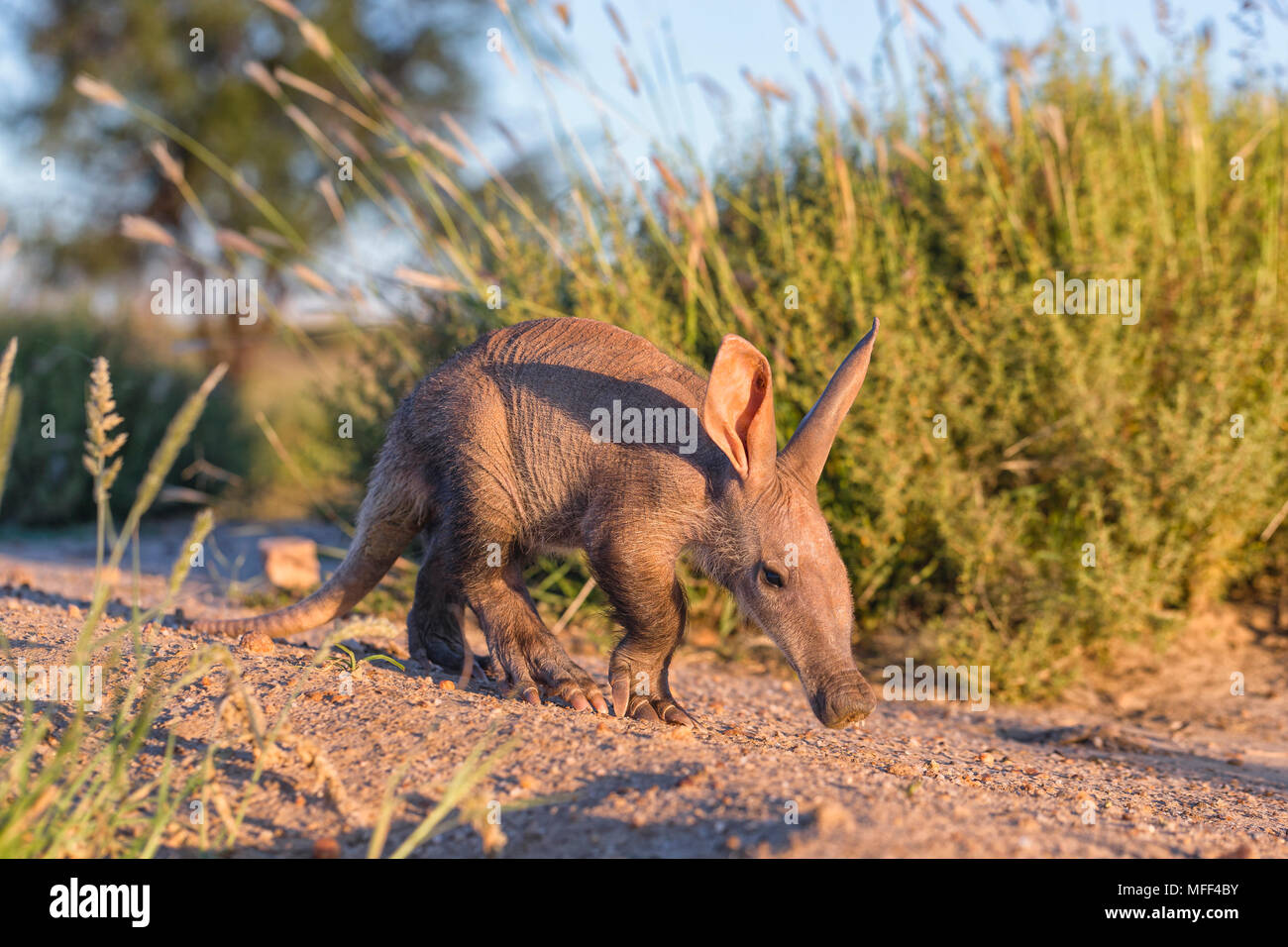 Aardvark orycteropus afer afer hi-res stock photography and images - Alamy