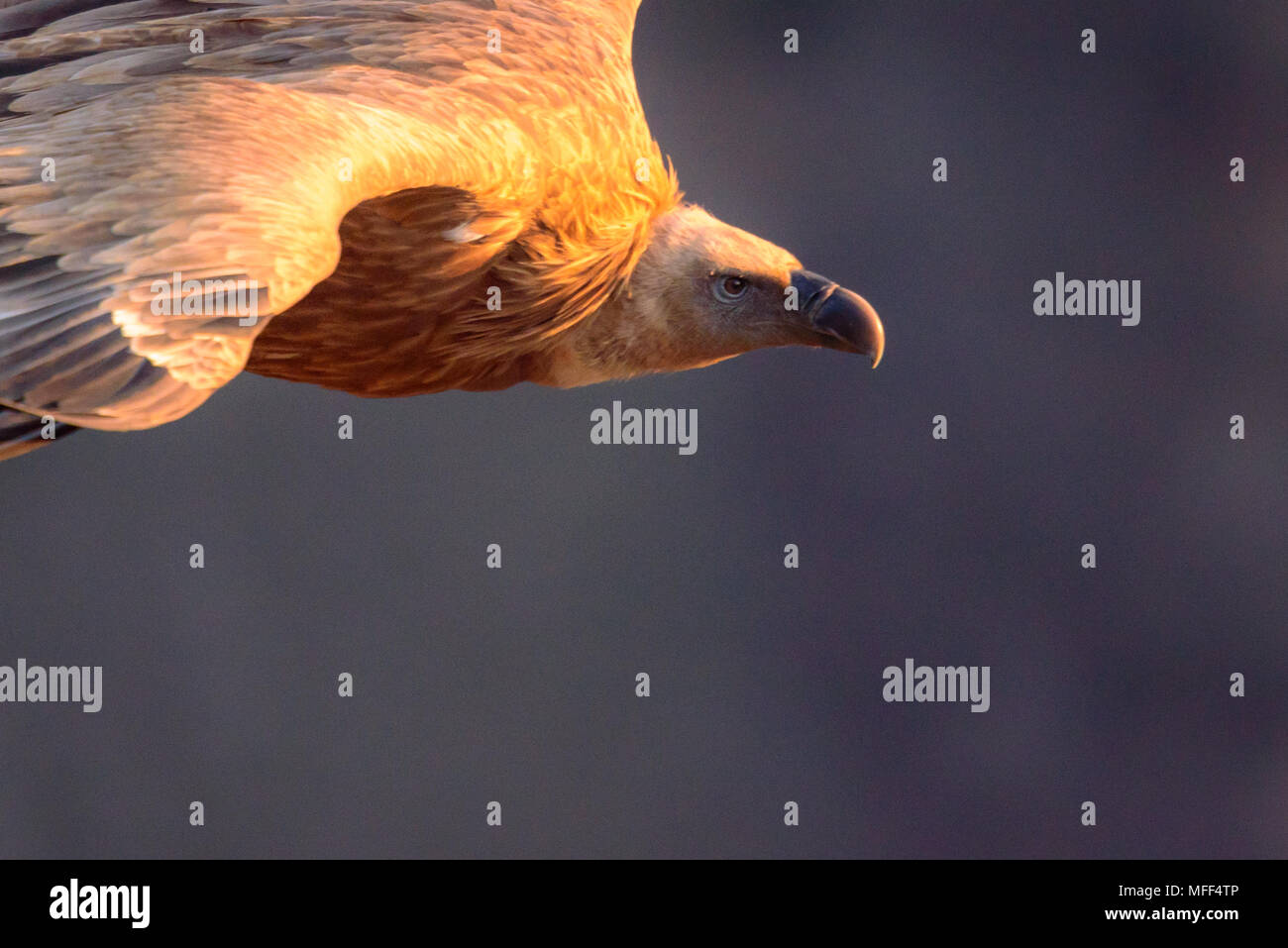 Griffon vulture in flight / detail/close up/copy space Stock Photo - Alamy