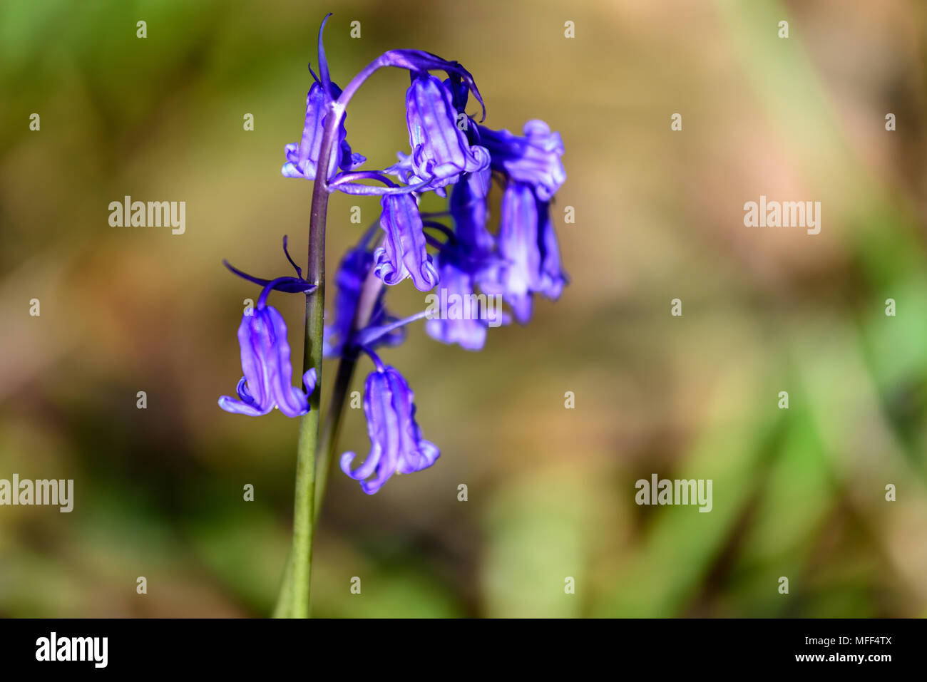 Bluebell flowers in Spring Stock Photo - Alamy