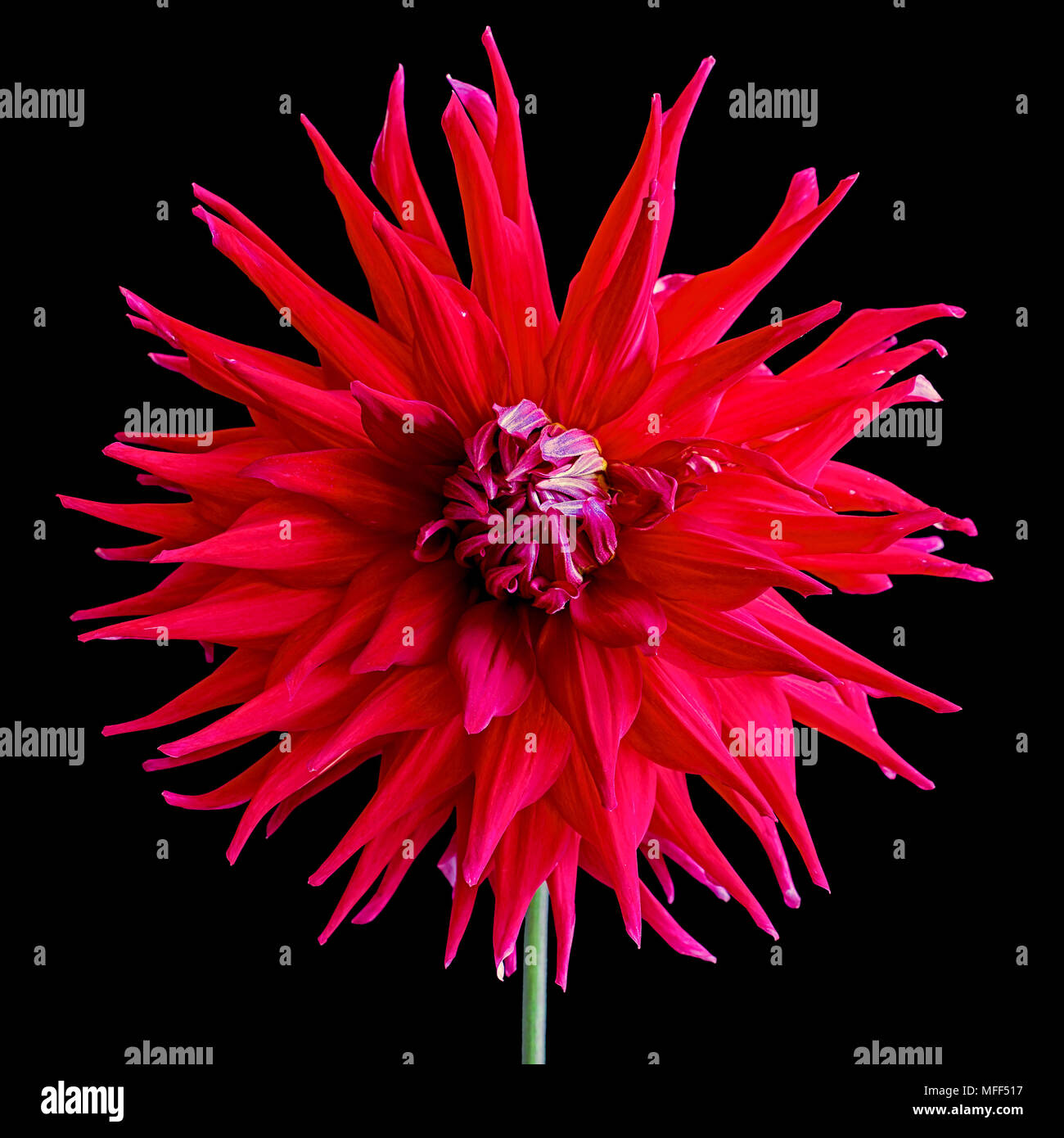 Red cactus flowering dahlia on black Stock Photo - Alamy