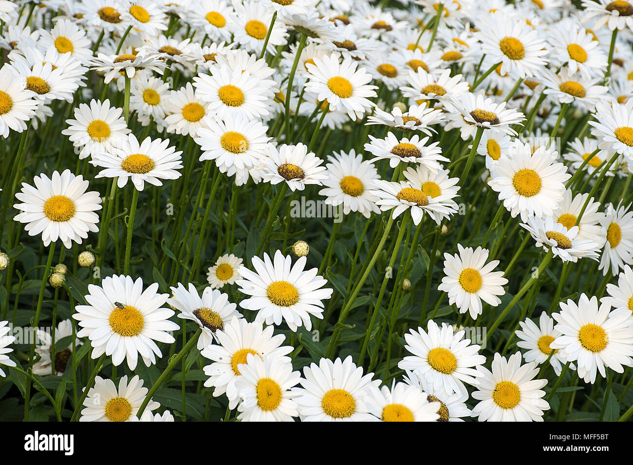 white daisy flowers with fly in summer garden Stock Photo - Alamy