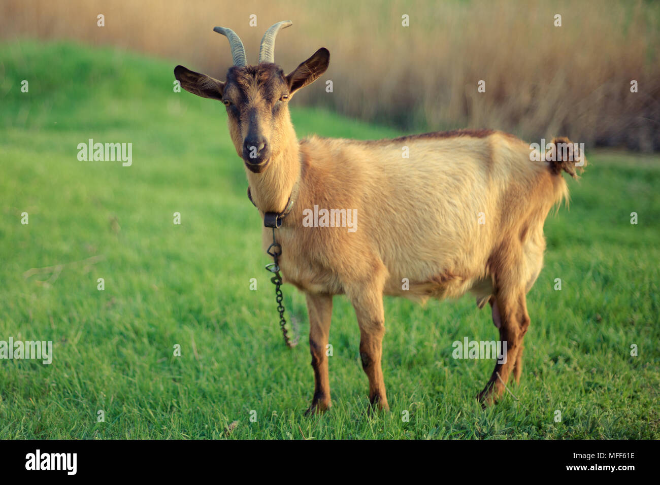 Brown goat in the field Stock Photo - Alamy