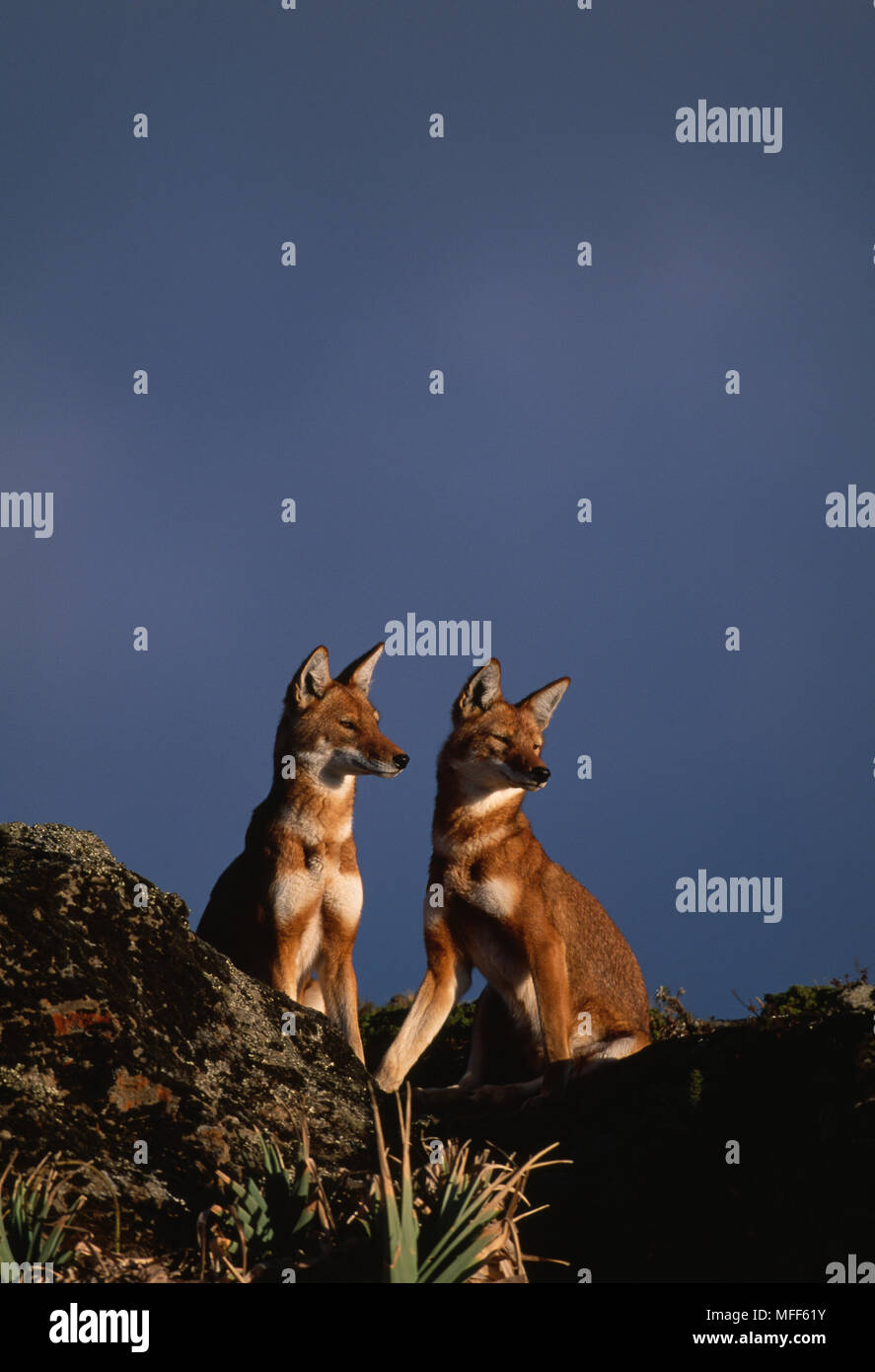 ETHIOPIAN WOLVES two sitting Canis simensis Bale Mountains Nat'l Park ...