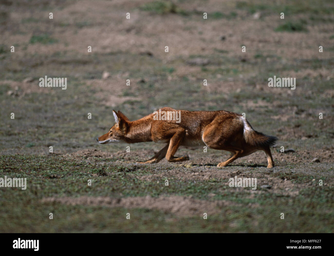 ETHIOPIAN WOLF stalking Canis simensis Bale Mountains Nat'l Park ...