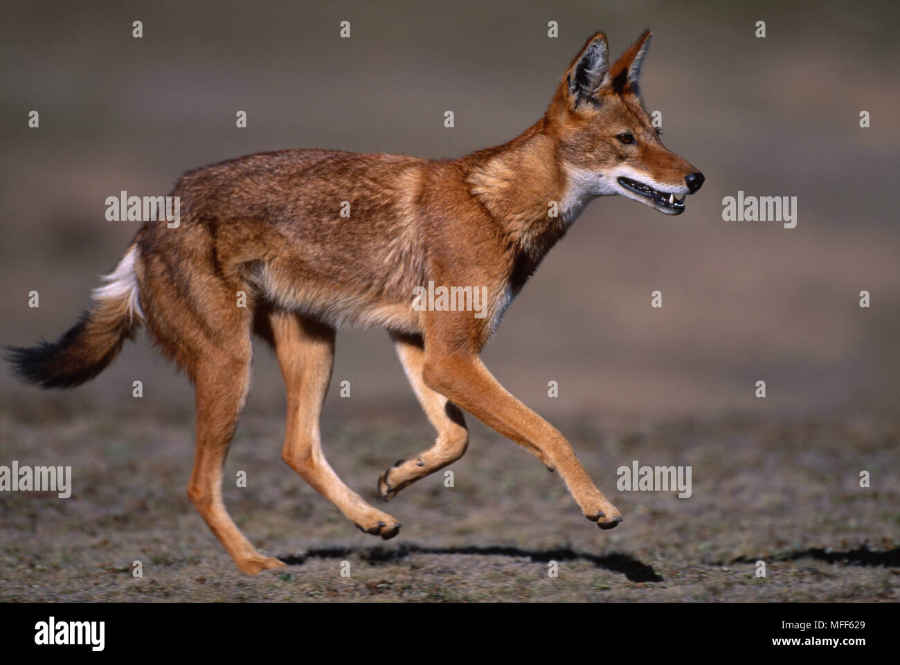 Ethiopian dogs hi-res stock photography and images - Alamy