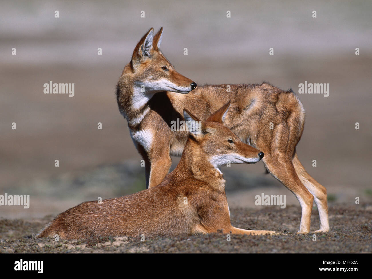 ETHIOPIAN WOLVES Canis simensis Bale Mountains Nat'l Park, Ethiopia ...