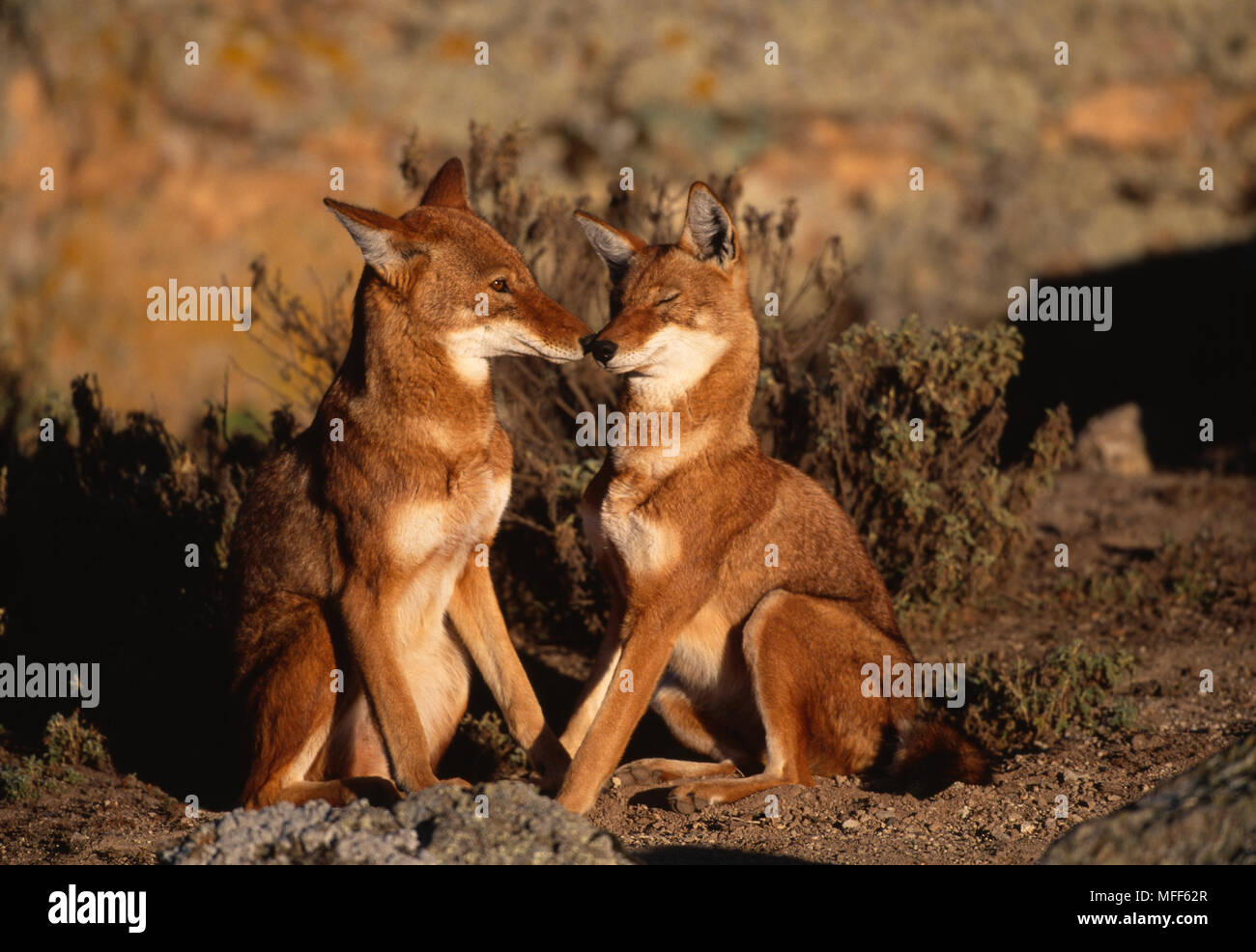Ethiopian dogs hi-res stock photography and images - Alamy