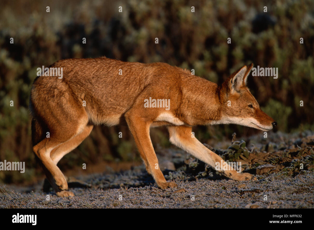 ETHIOPIAN WOLF foraging Canis simensis for rodent prey. Bale Mountains ...
