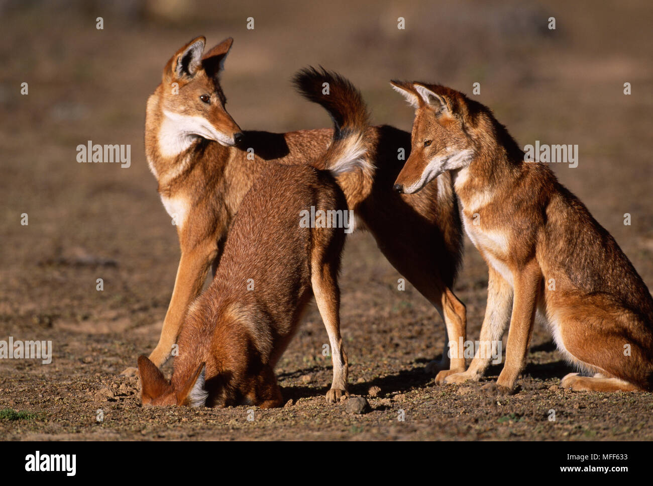 ETHIOPIAN WOLF hunting rodent Canis simensis Bale Mountains Nat'l Park ...