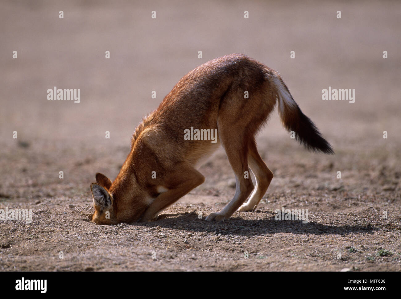 Ethiopian dogs hi-res stock photography and images - Alamy