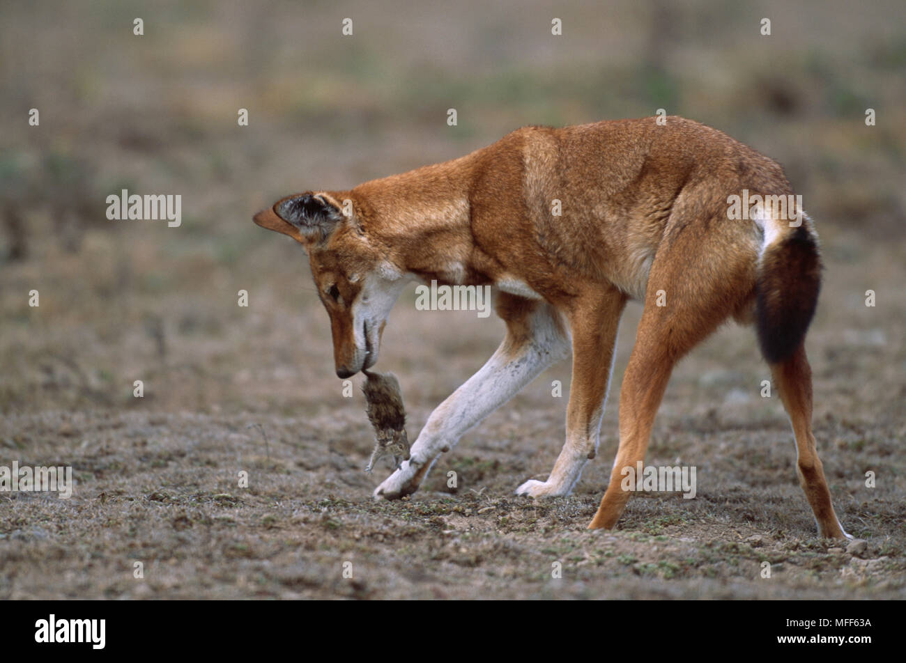 ETHIOPIAN WOLF eating grass rat Canis simensis (feed mainly on rodents ...