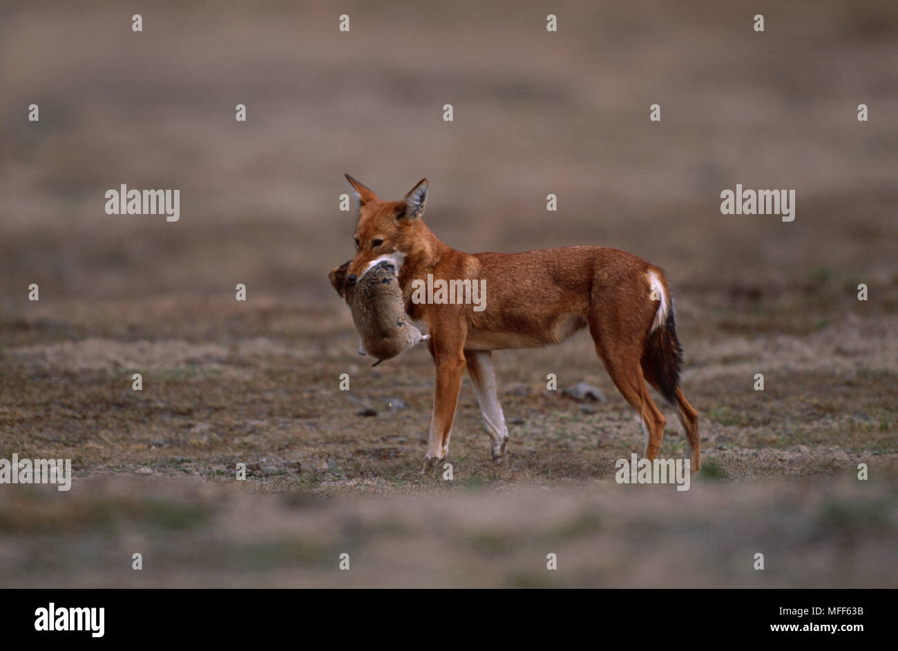 ETHIOPIAN WOLF eating grass rat Canis simensis (feed mainly on rodents ...