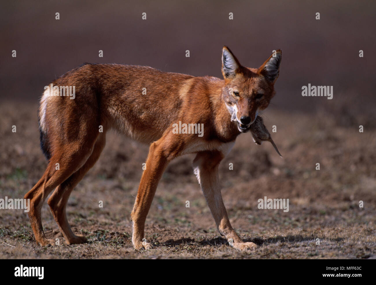 Rarest wolves hi-res stock photography and images - Alamy