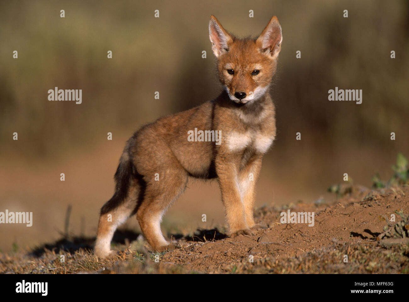 Golden Brown Wolf Pup