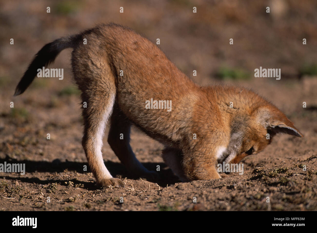 ETHIOPIAN WOLF 2-month-old cub Canis simensis digging. Bale Mountains ...