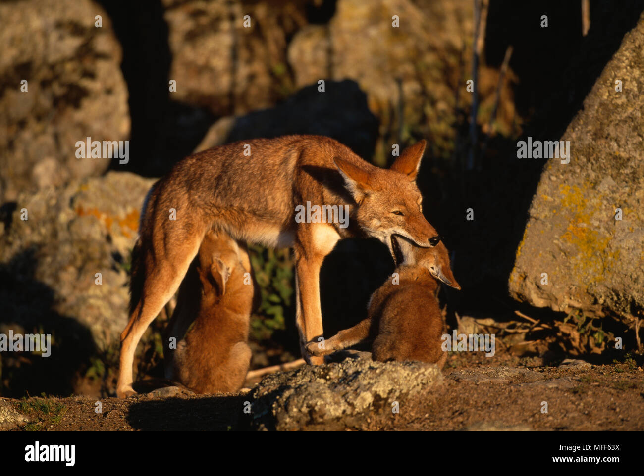ETHIOPIAN WOLF suckling one cub Canis simensis and regurgitating food ...