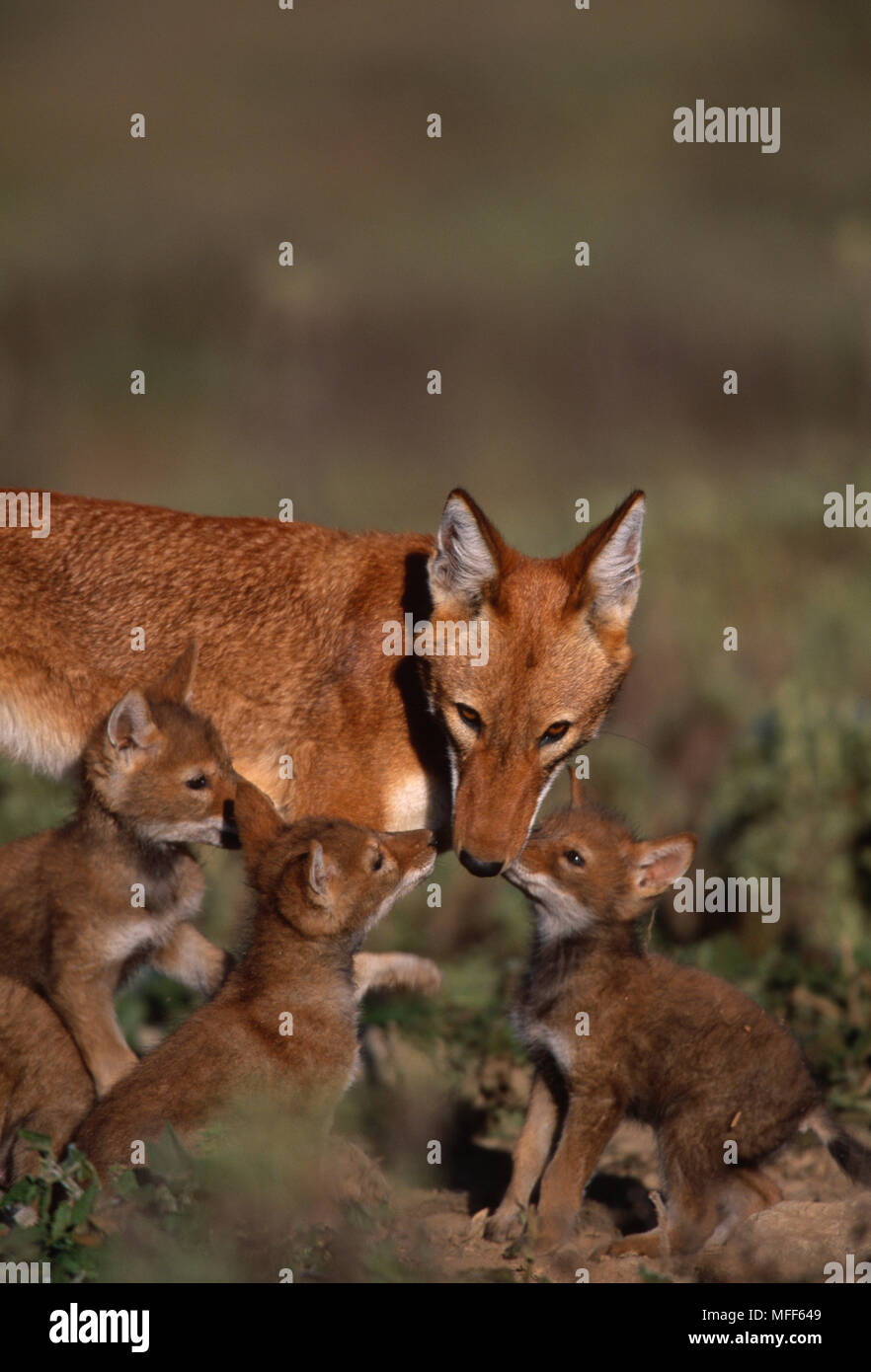 Ethiopian dogs hi-res stock photography and images - Alamy