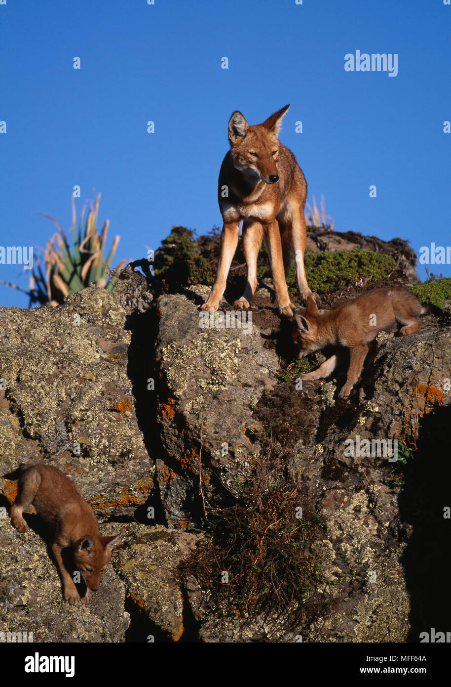 Ethiopian wolves bale mountains hi-res stock photography and images - Alamy