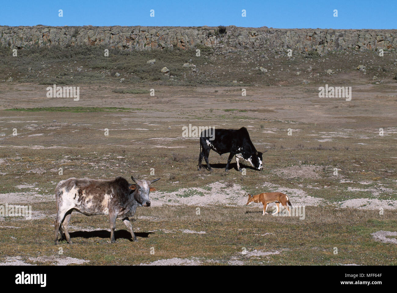 ETHIOPIAN WOLF near domestic cattle Canis simensis Bale Mountains ...