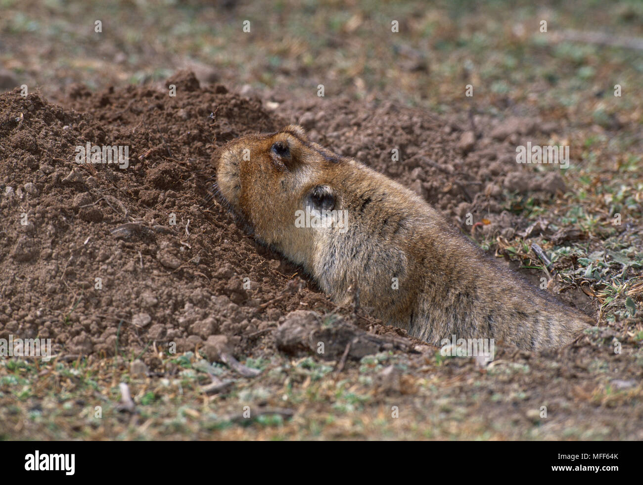 GIANT MOLE RAT in burrow entrance Tachyoryctes macrocephalus Bale ...