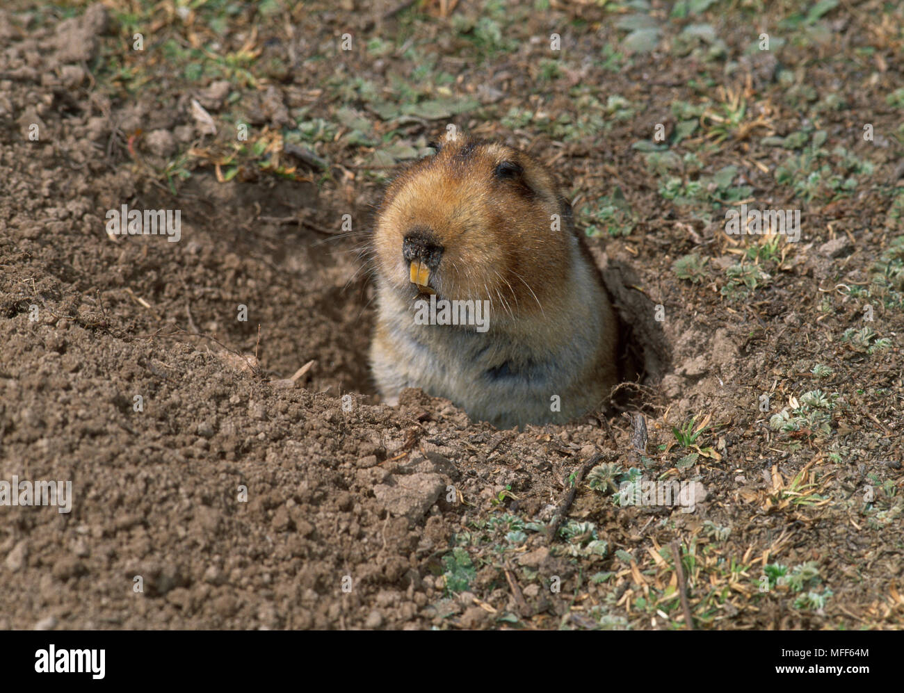 GIANT MOLE RAT in burrow entrance Tachyoryctes macrocephalus Bale ...