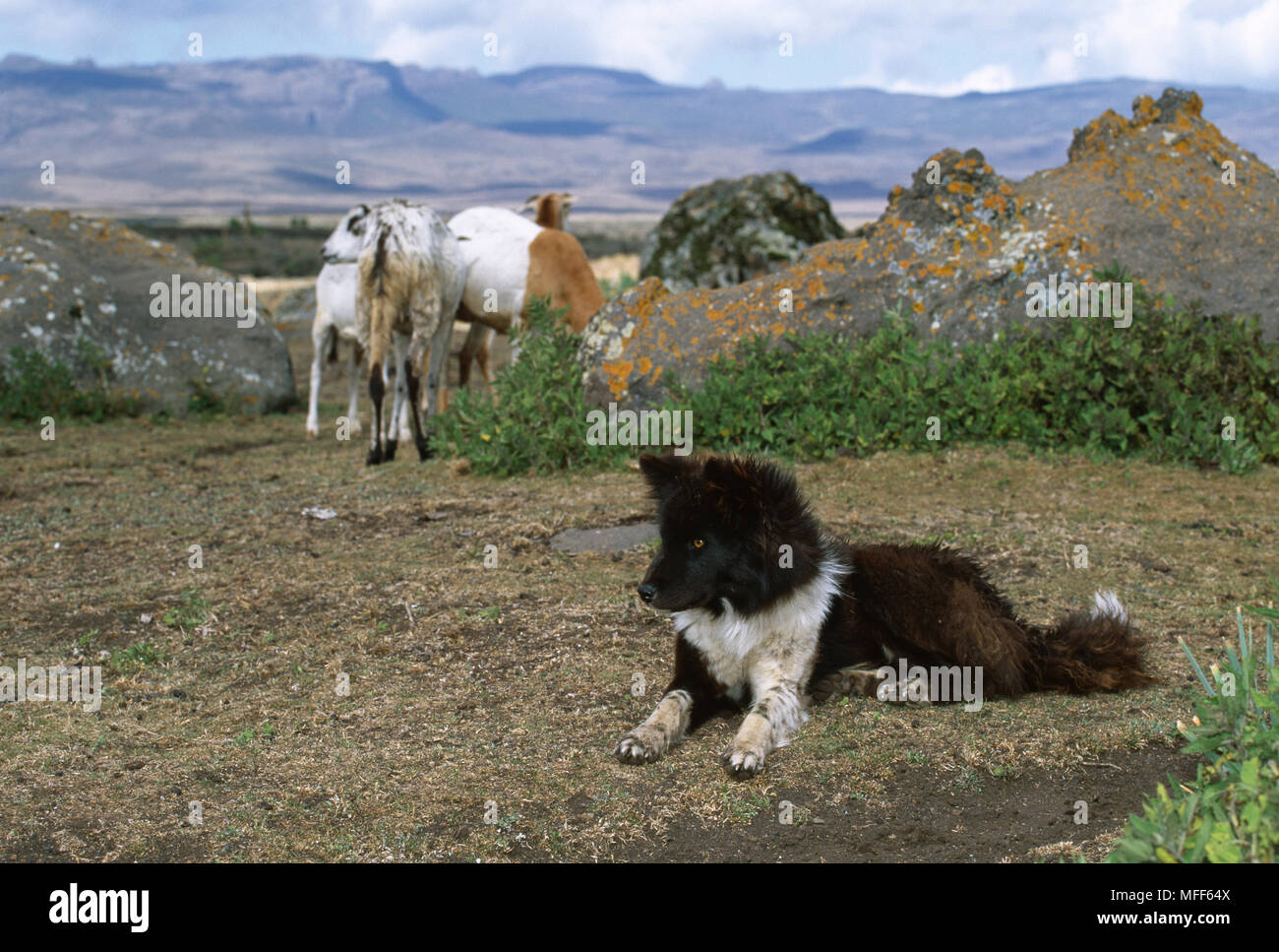 Ethiopian dogs hi-res stock photography and images - Alamy