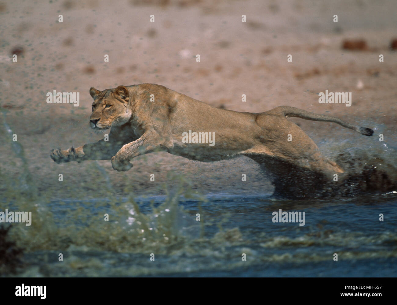 Lion chasing prey hi-res stock photography and images - Alamy