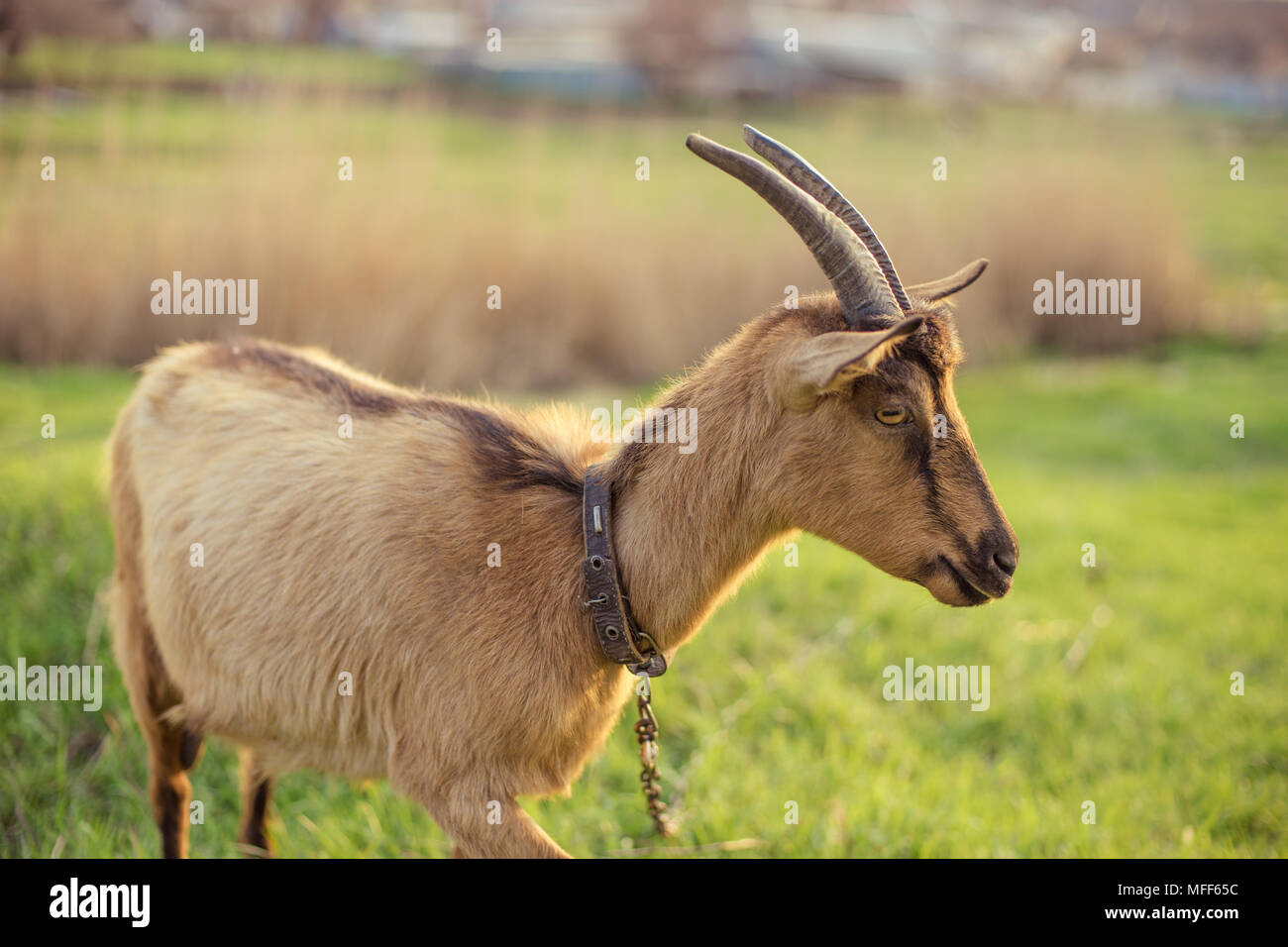 Tied up goat hi-res stock photography and images - Alamy
